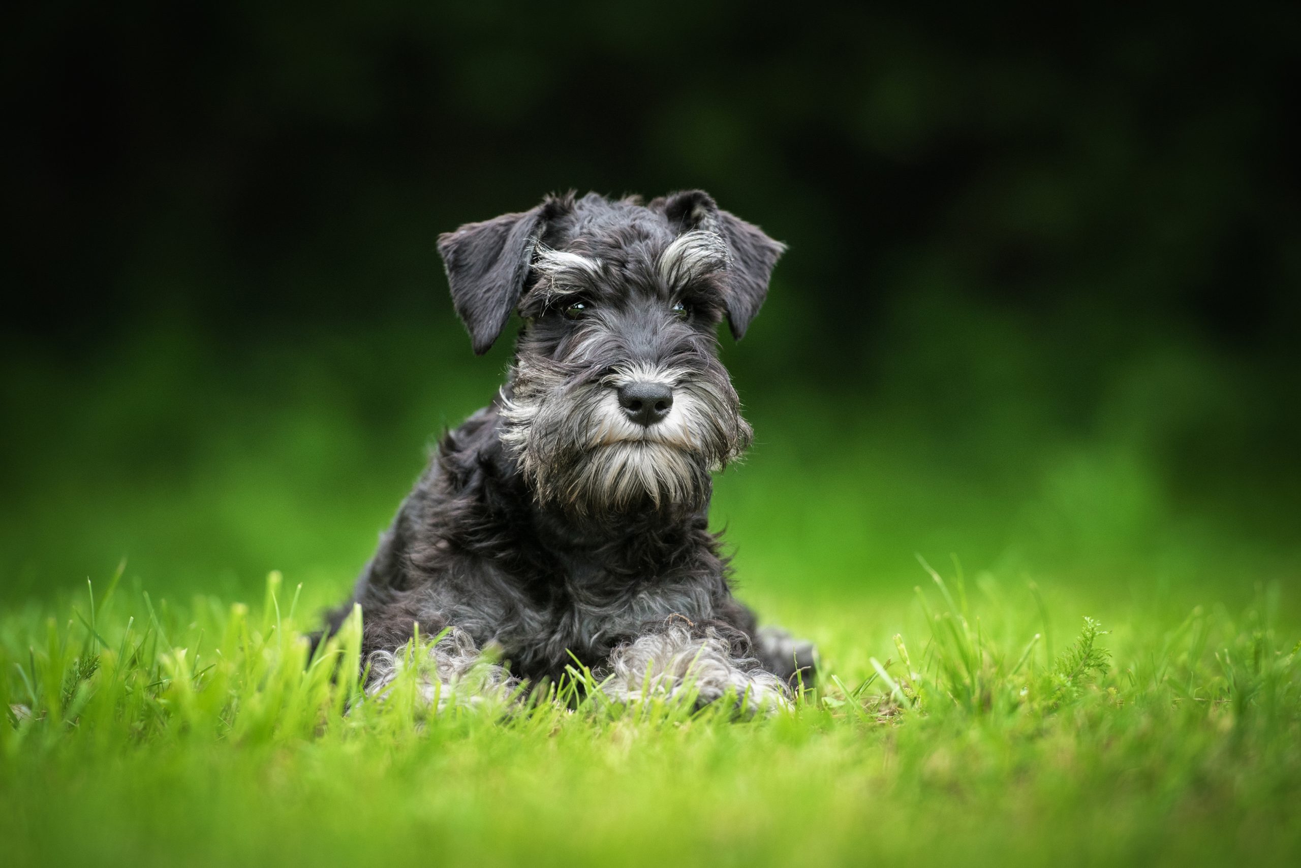 Saiba tudo sobre Schnauzer - Blog Polipet