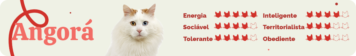 Saiba tudo sobre Angorá - Blog Polipet