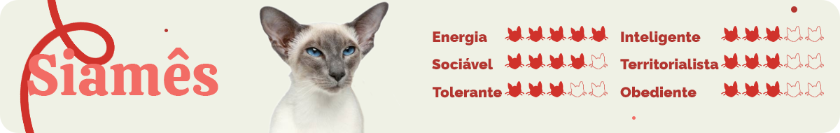 Saiba tudo sobre Siamês - Blog Polipet