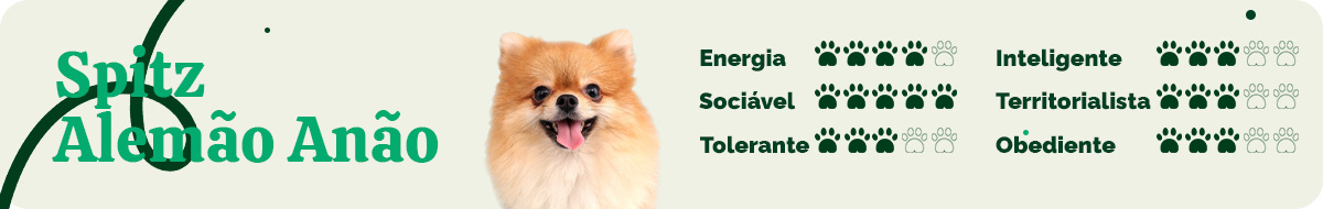 Saiba tudo sobre Spitz Alemão Anão - Blog Polipet