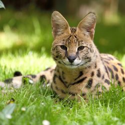 Saiba tudo sobre Serval - Blog Polipet