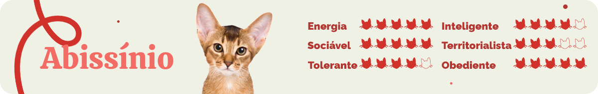 Saiba tudo sobre Abissínio - Blog Polipet