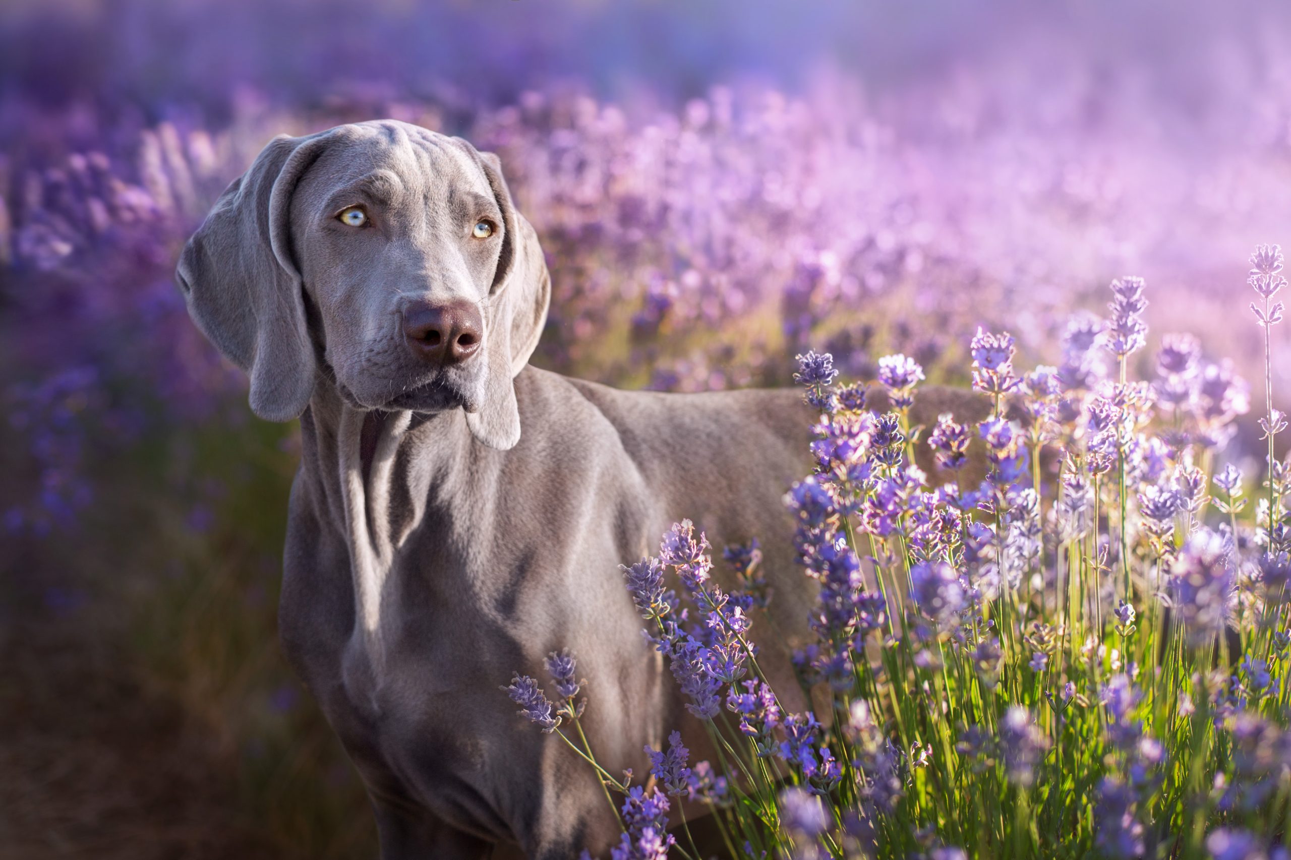 Saiba tudo sobre Weimaraner - Blog Polipet