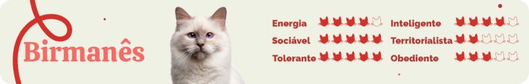 Saiba tudo sobre o Birmanês - Blog Polipet