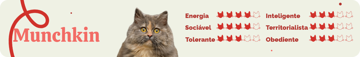 Saiba tudo sobre Munchkin - Blog Polipet