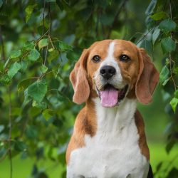 Saiba tudo sobre o Beagle - Blog Polipet