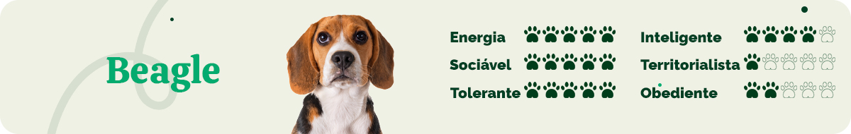 Saiba tudo sobre o Beagle - Blog Polipet