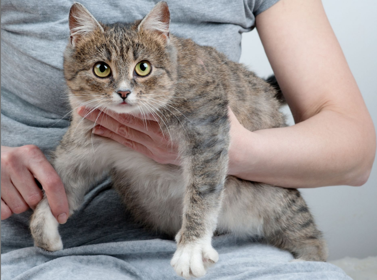 Como saber se a gata cruzou? Observe 5 indícios! - Blog Polipet