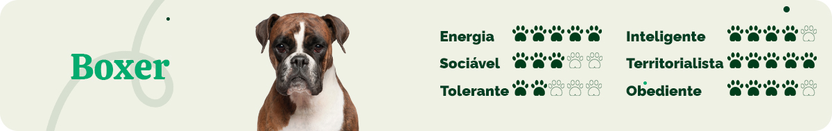 Saiba tudo sobre o Boxer - Blog Polipet
