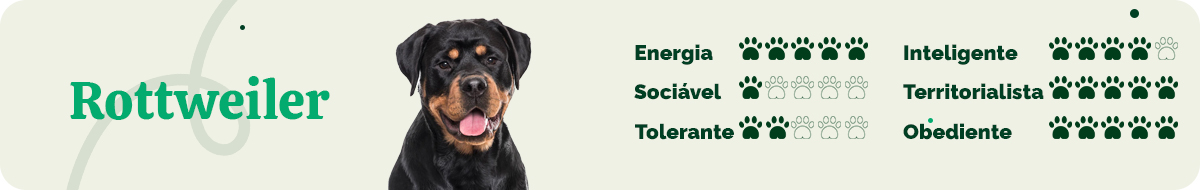 Saiba tudo sobre o cachorro da raça Rottweiler - Blog Polipet