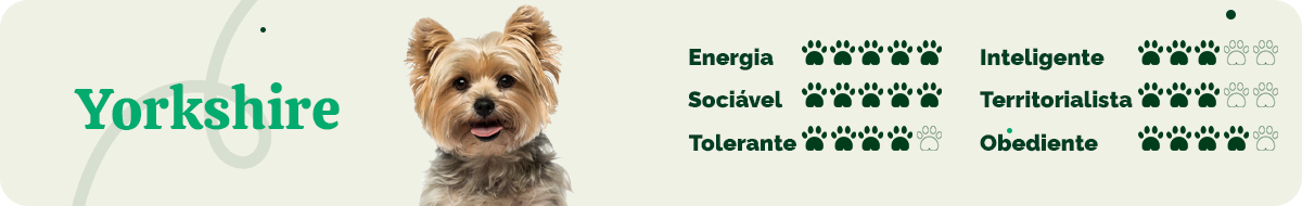 Saiba tudo sobre o Yorkshire - Blog Polipet