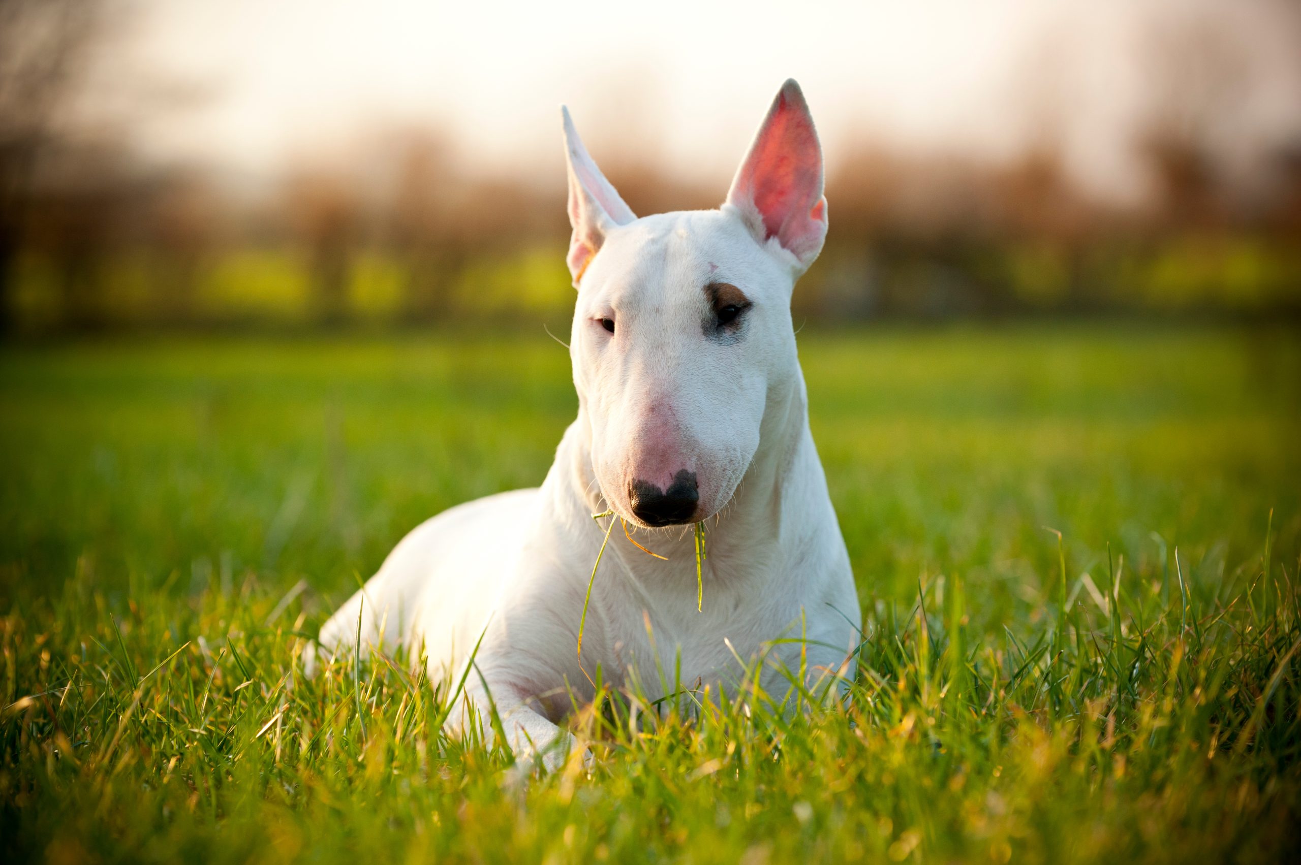 Saiba tudo sobre Bull Terrier e suas características marcantes - Blog ...