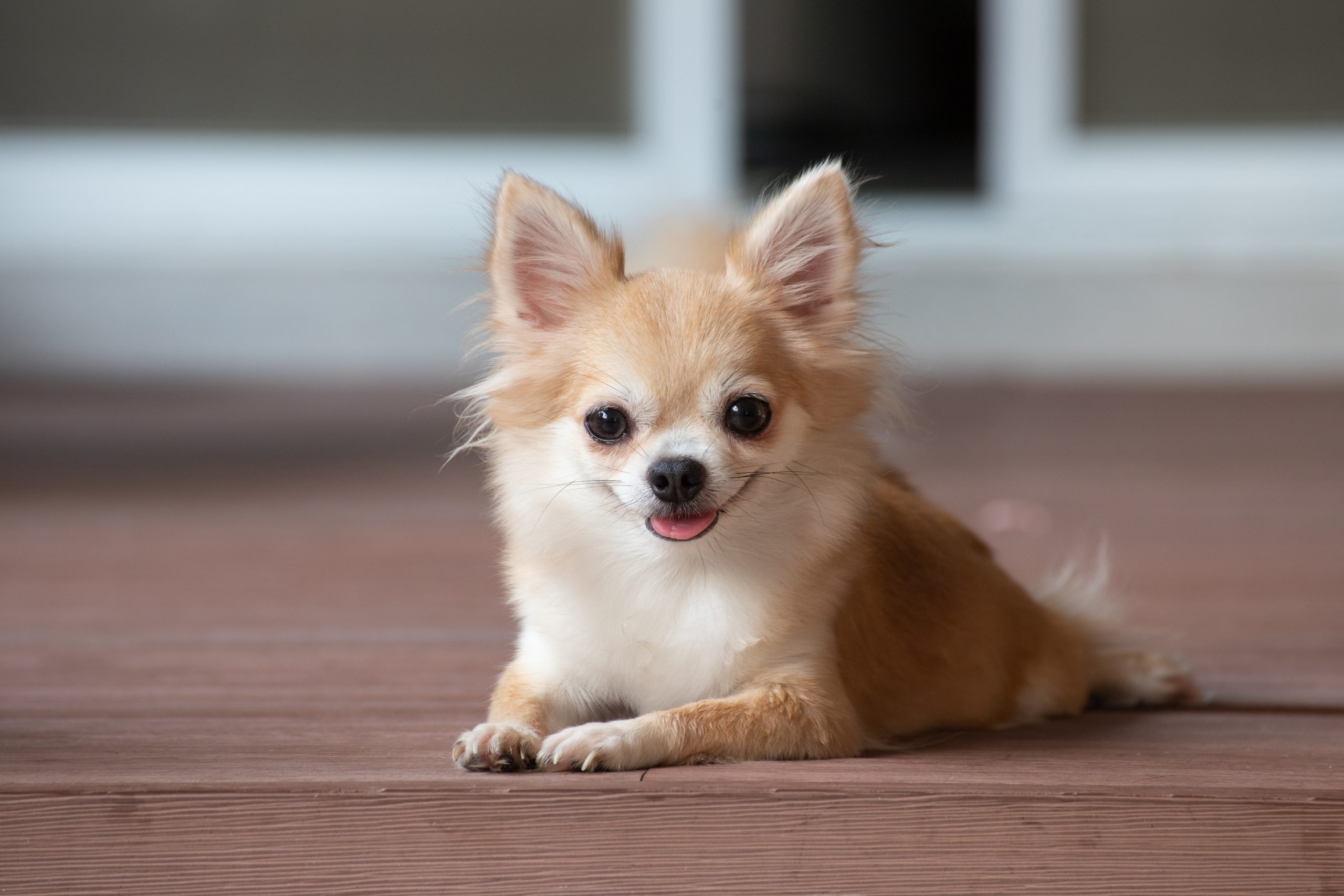 Saiba tudo sobre o Chihuahua - Blog Polipet