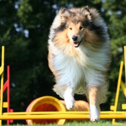 Saiba tudo sobre Collie Lassie - Blog Polipet