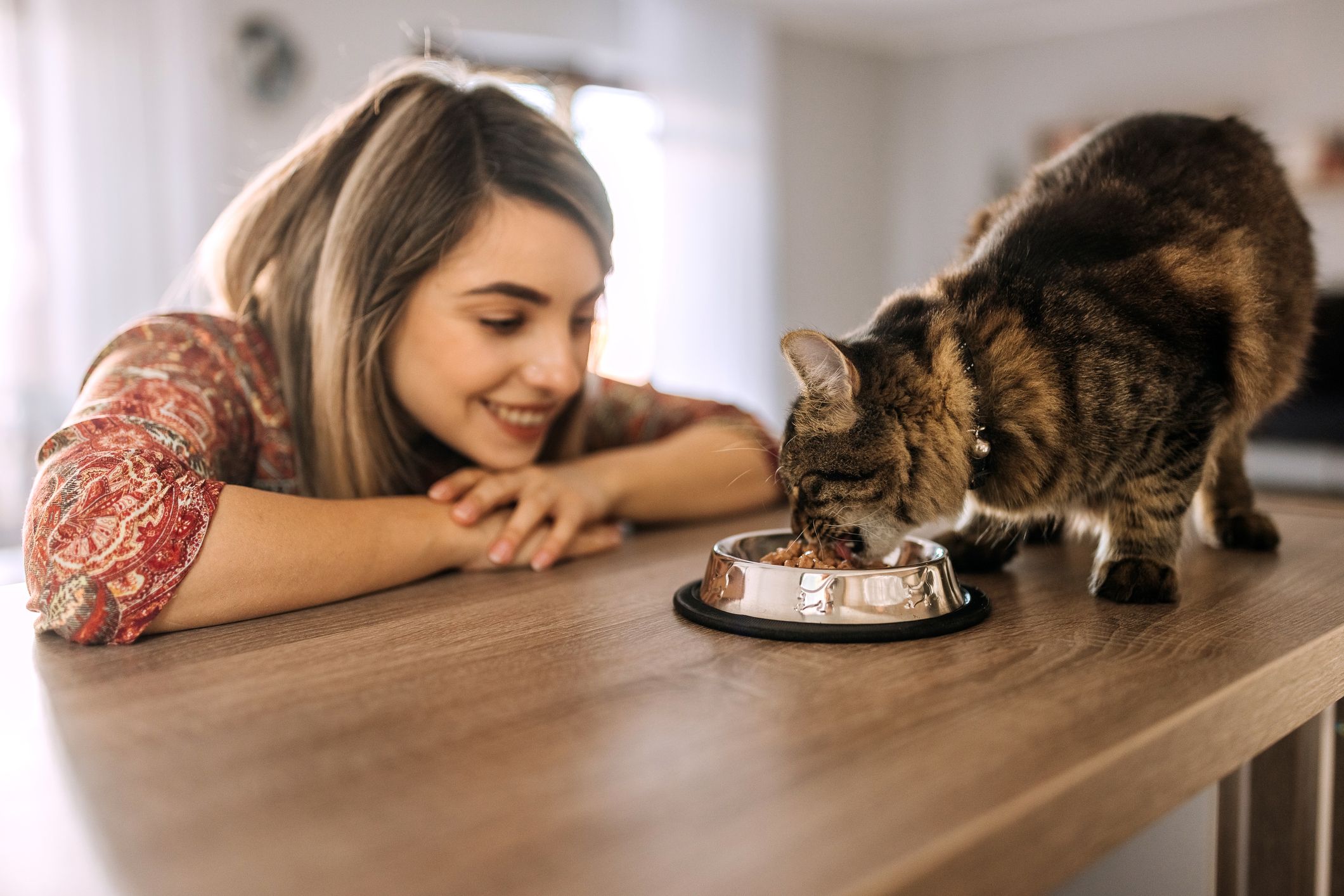 Qual a melhor ração para gatos? Veja como escolher!