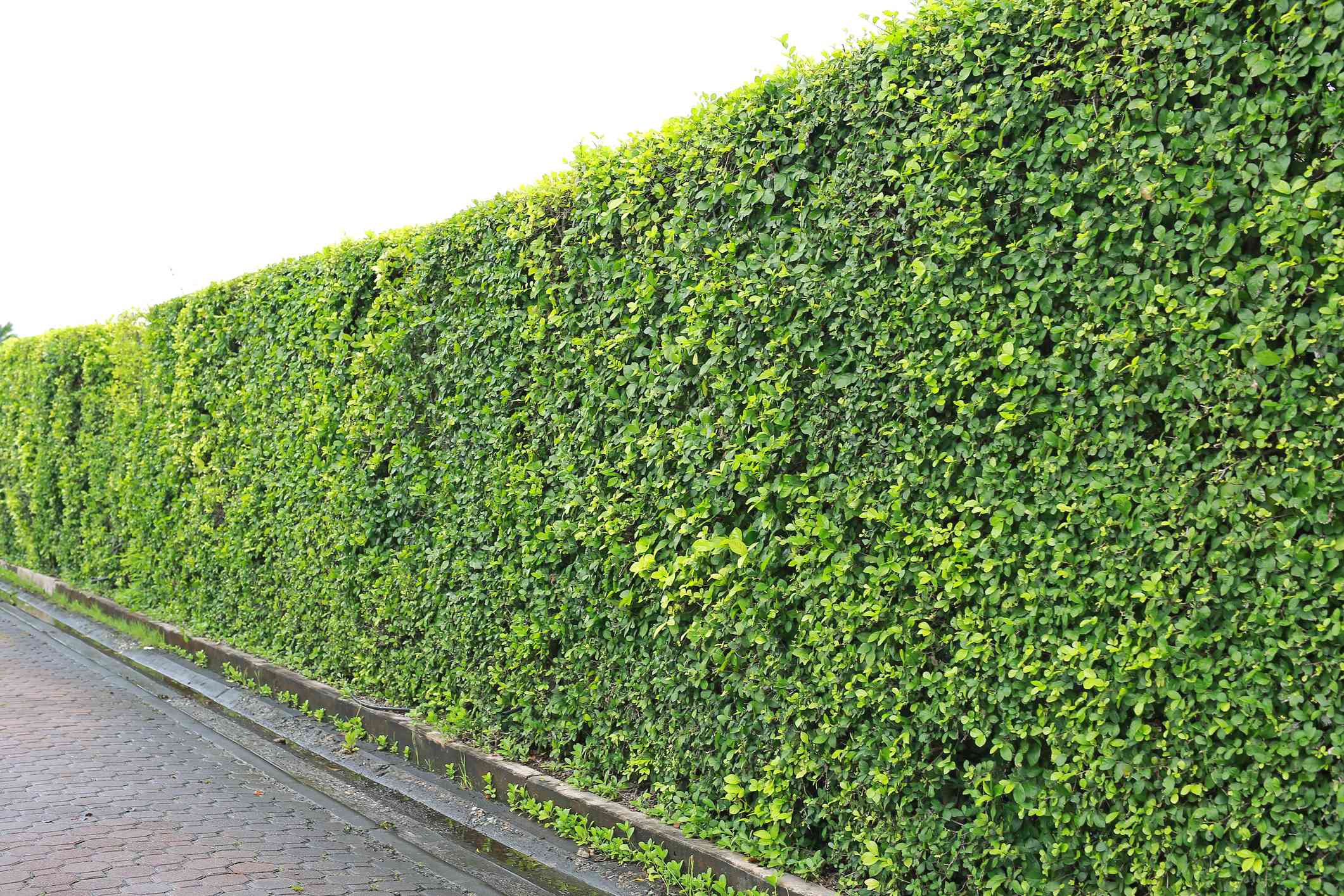 8 plantas para fazer cerca: veja! - Blog Polipet