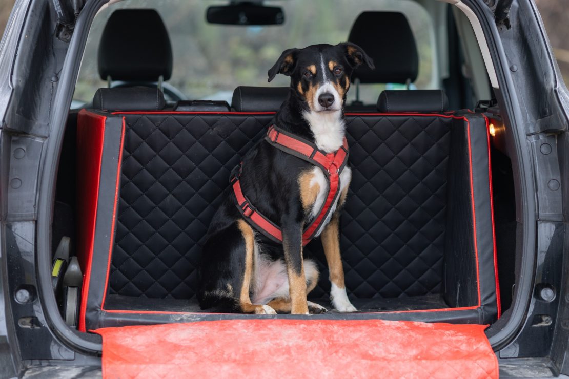 Blog Polipet - Tudo o que você precisa saber sobre os pets!