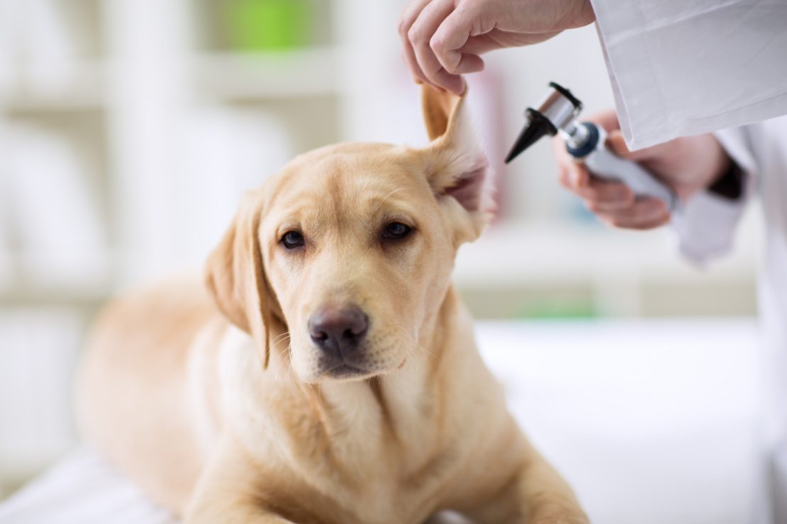 O que você precisa saber sobre otite em cães