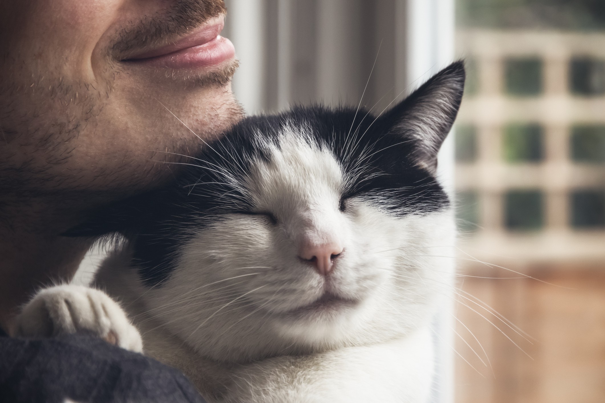 Por que gatos ronronam? 5 motivos principais! - Blog Polipet