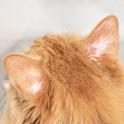 Dermatite em gatos: o que é, tipos, sintomas e tratamento! - Blog Polipet