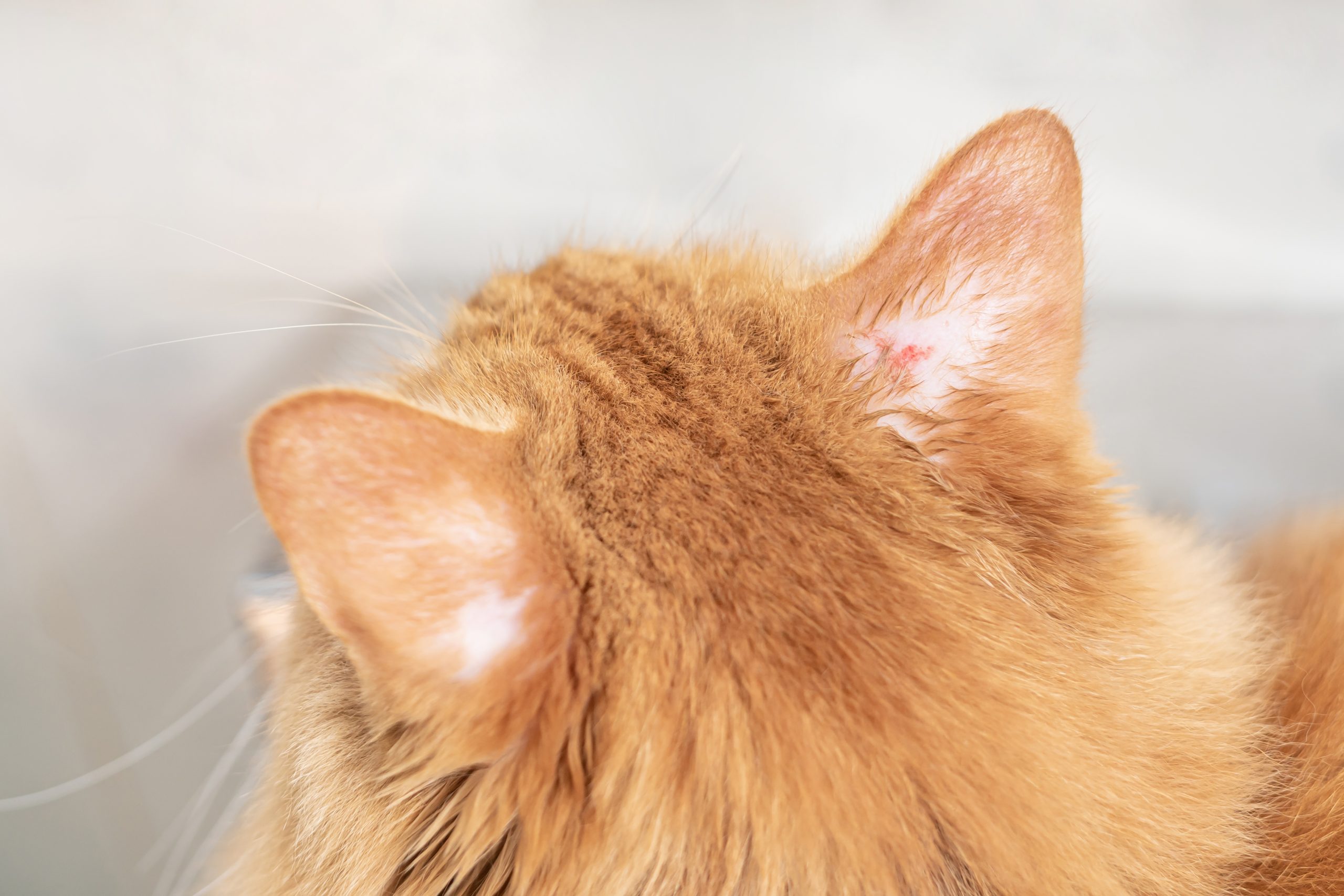 Dermatite em gatos: o que é, tipos, sintomas e tratamento! - Blog Polipet
