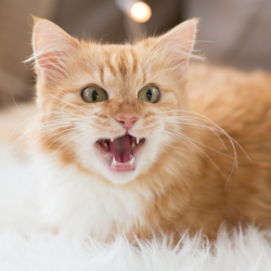 Gato chorando: como identificar e o que fazer! - Blog Polipet