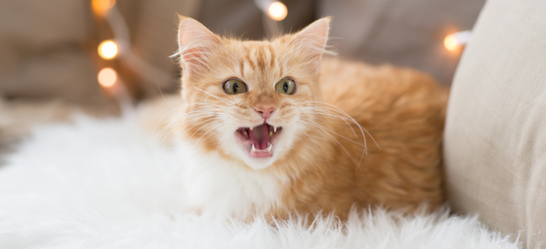 Gato chorando: como identificar e o que fazer! - Blog Polipet