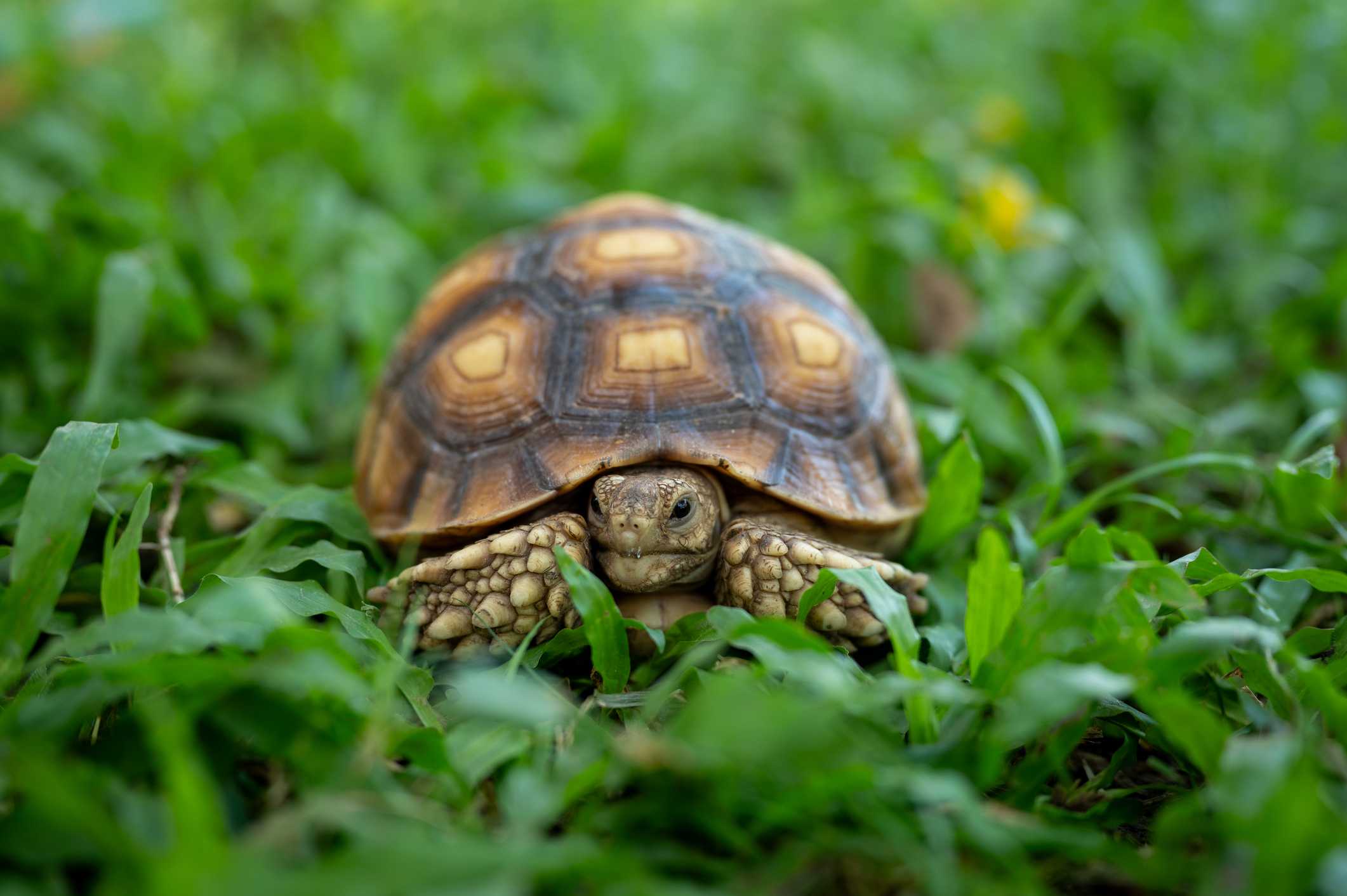 Cágados: Saiba como cuidar de um! - Blog Polipet