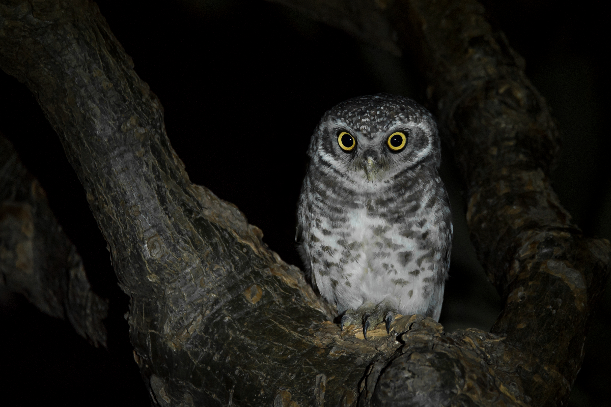 8 animais de hábitos noturnos e suas características - Blog Polipet