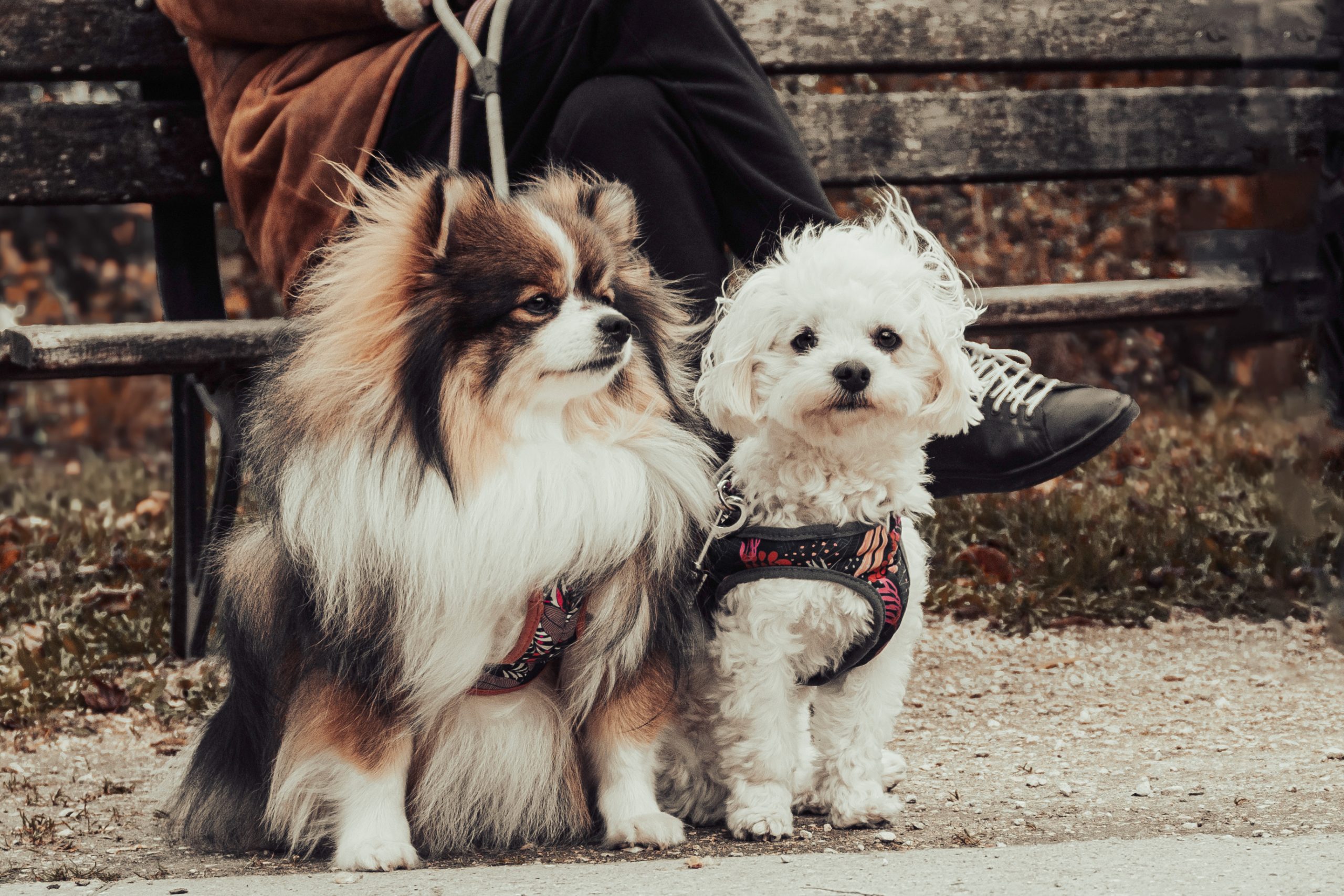 8 raças de cães pequenos mais populares e suas características - Blog ...